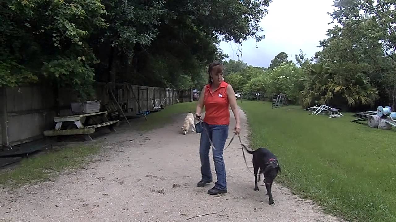 E Collar Pager Introduction Lab Mix Susie Q Dogtra Pager - YouTube