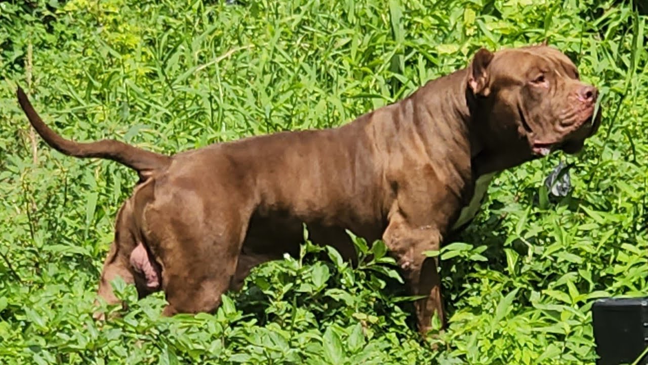 Pitbull hulk pit bull #lekthebestkennel - YouTube