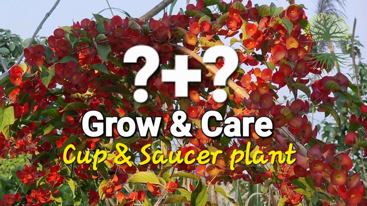 Chinese hat plant grow and care | 4K Video - YouTube