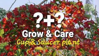 Chinese hat plant grow and care | 4K Video