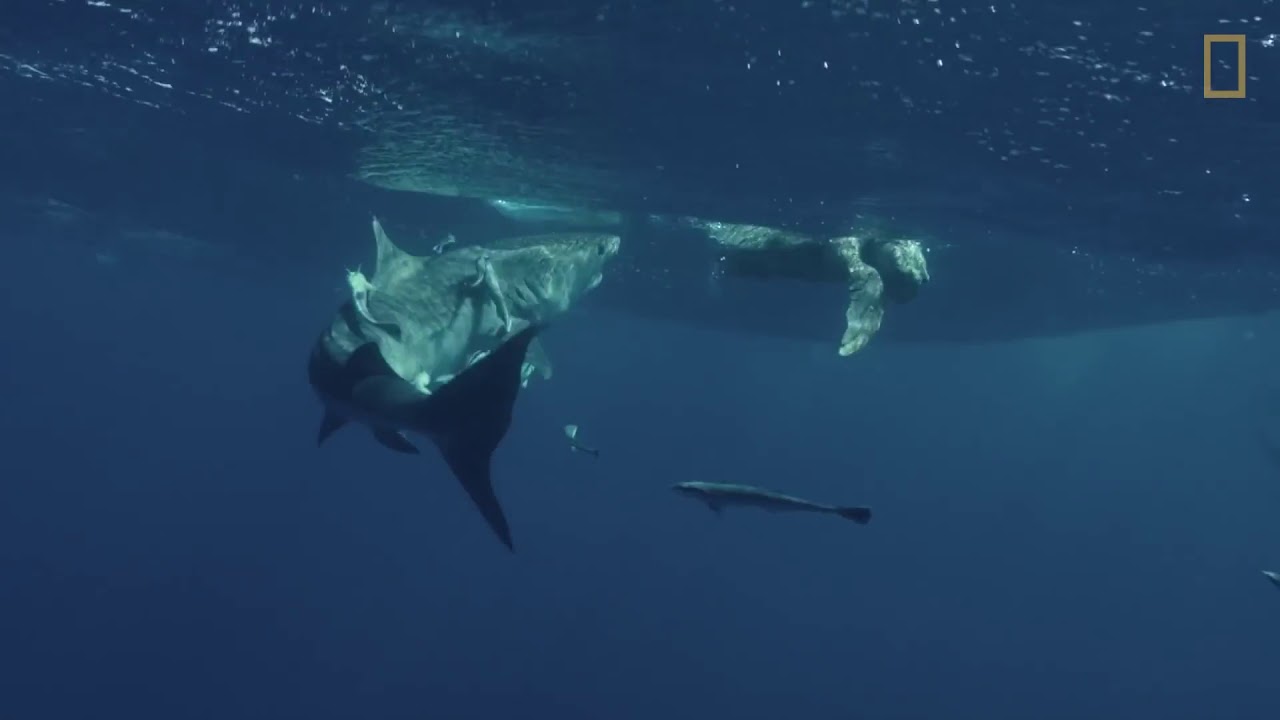 5 Big Sharks That Rule the Sea Nat Geo Wild 1080 x 1920 - YouTube