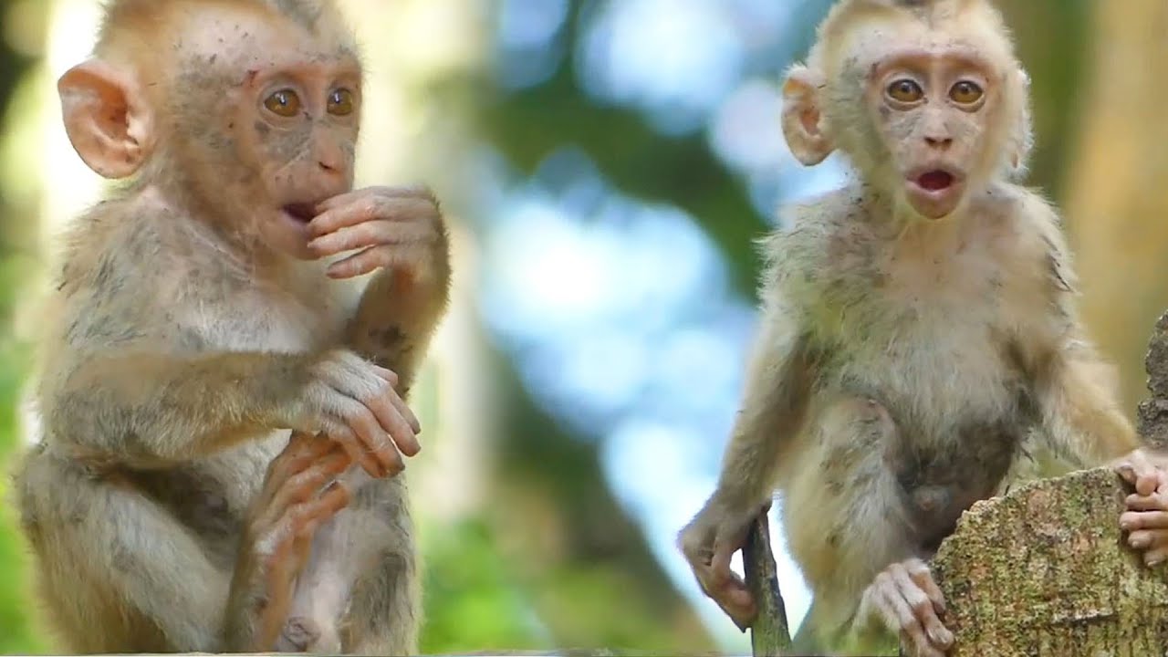 Poooor tiny Leo monkey lost mom so he calling where mom? - YouTube