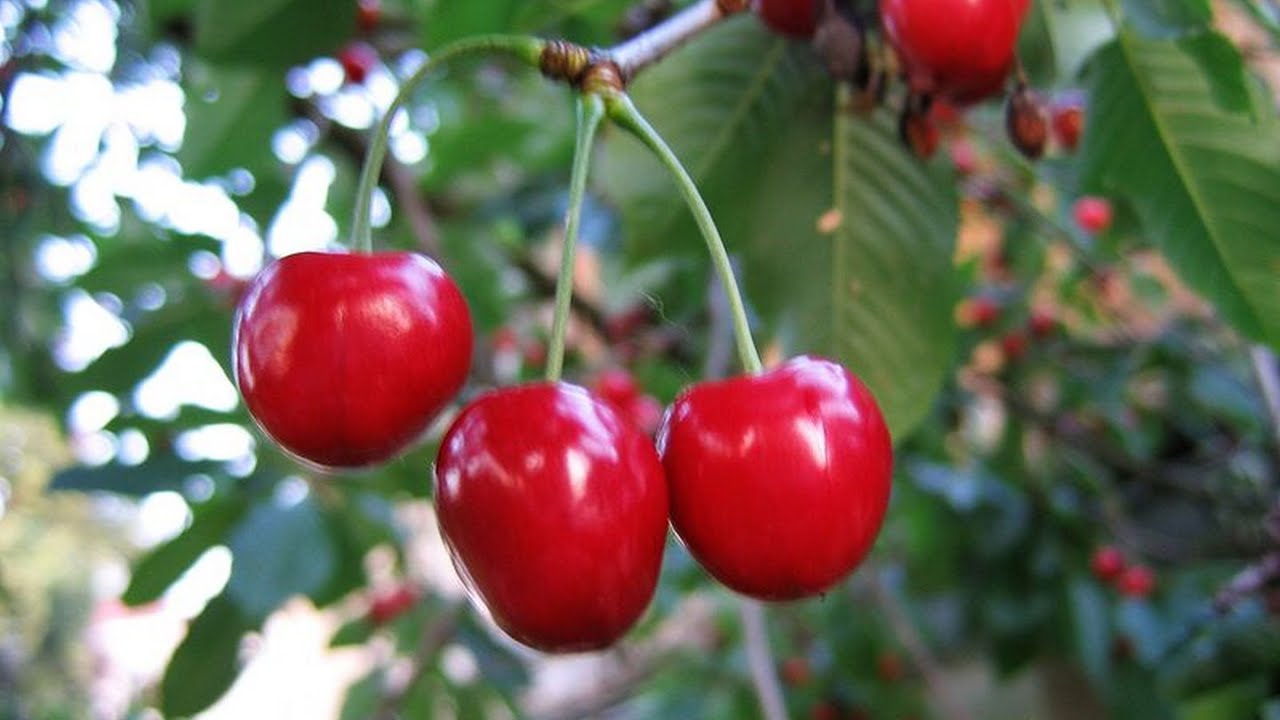 Acker BILK: I Gave My Love A Cherry (The Riddle Song) - YouTube