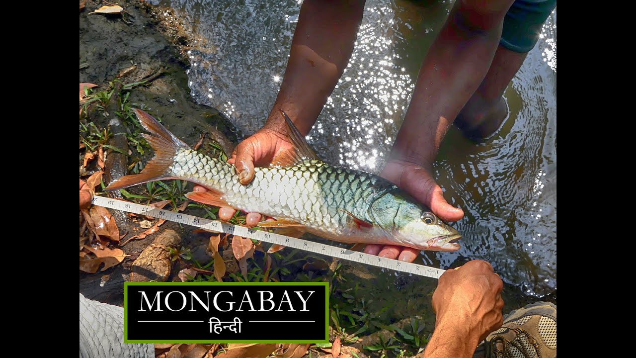 खत्म हो रही नर्मदा नदी की मछलियां [Narmada fish threatened with ...