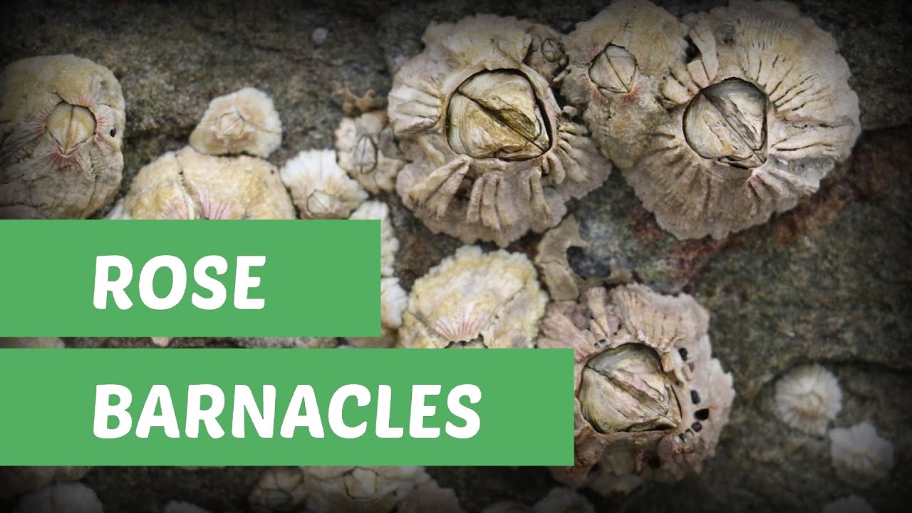 2 minutes on rose barnacles | epistemia - YouTube
