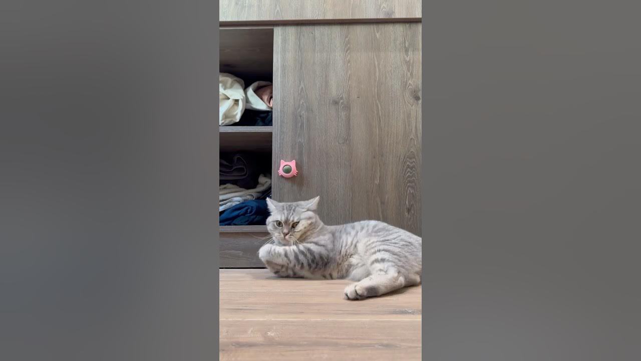 Catnip time 😻🐈#cat #funnyanimals #kitten #funnycats #cute #funnypets #catlover #catnip - YouTube