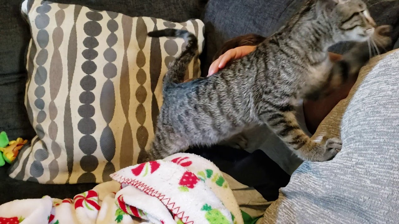 Felix 7 toe polydactyl kitten - YouTube