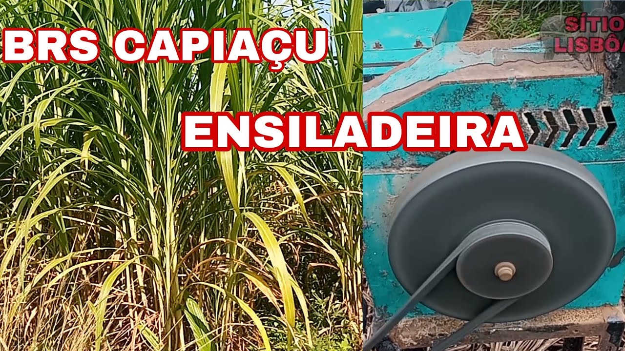 PREPARANDO A ENSILADEIRA + CAPINEIRA DE BRS CAPIAÇU. - YouTube