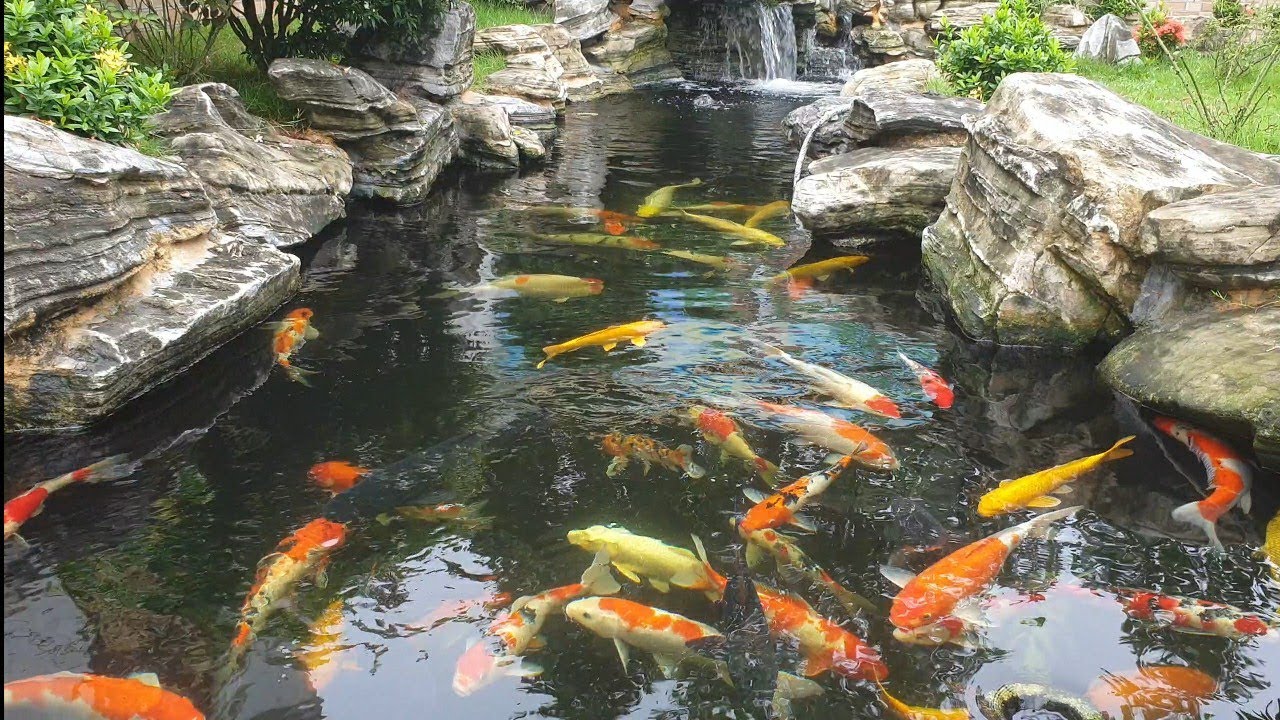 CATS CATCHING FISH GAME (VIDEO FOR CATS TO WATCH - YouTube