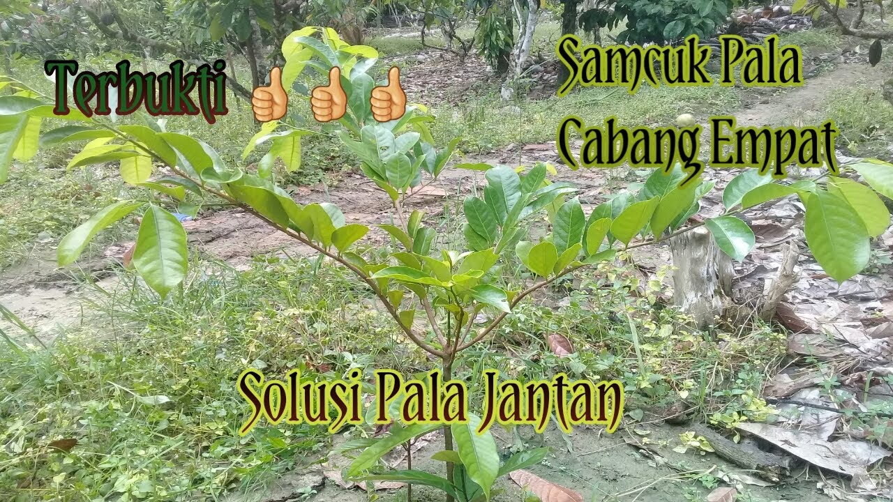 Grafting Pala || Hasil Sambung Pucuk Pala C4 seperti di Tanam dari Biji ...