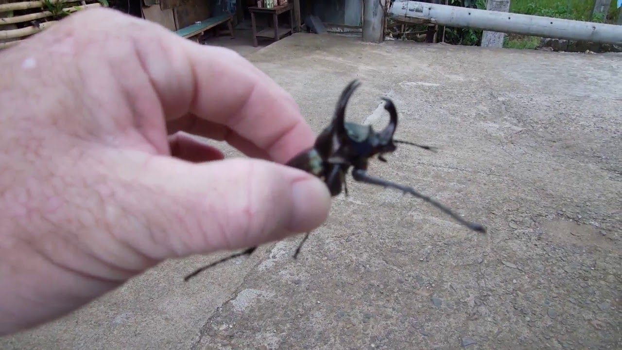 Bugs fighting. Amazing Philippines trip Amazing Bug. Fighting Bugs ...