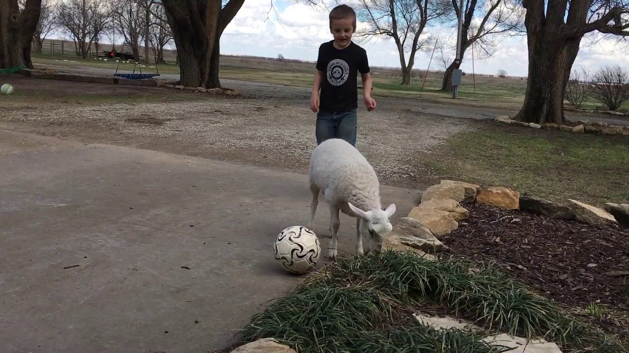 Playing soccer with a sheep - YouTube