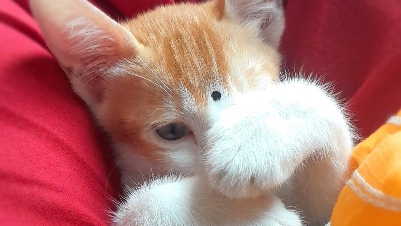 Cute Kitten Playing With Her Foster Parents and Aunt |catvideos |cat ...