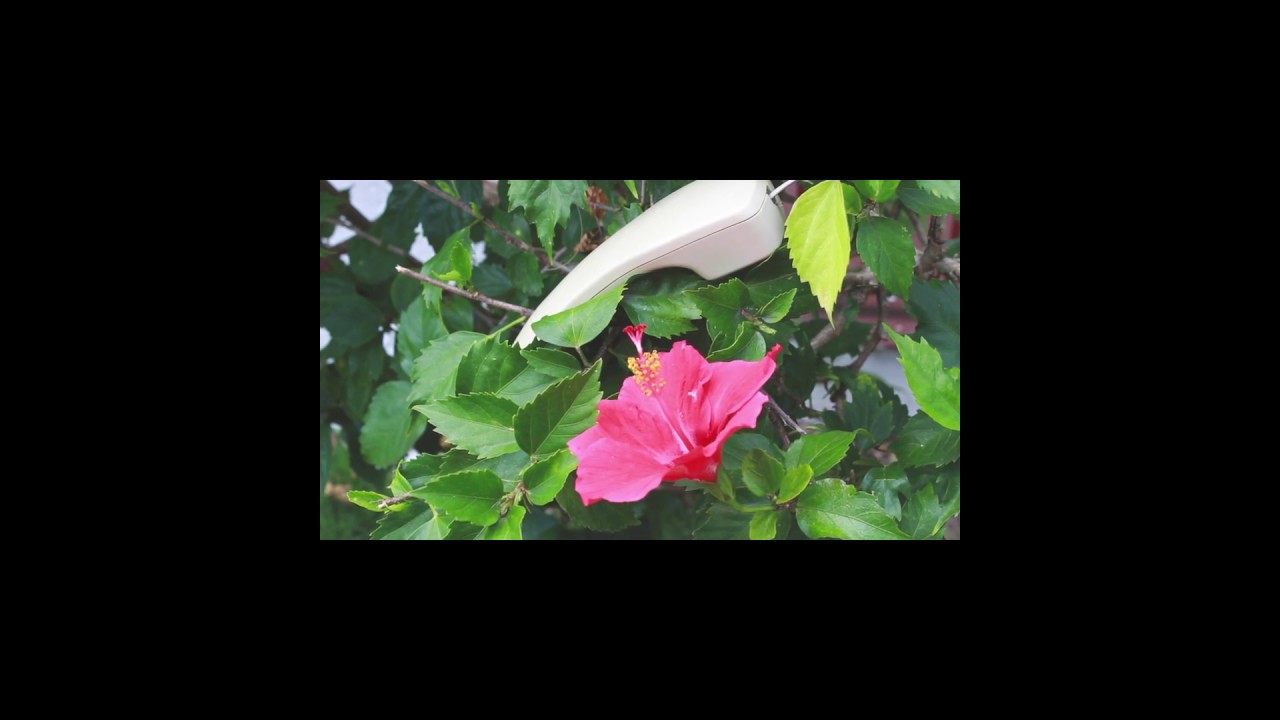 Sonnet 79 Worthy Transaction // Short After Effects Experiment - YouTube