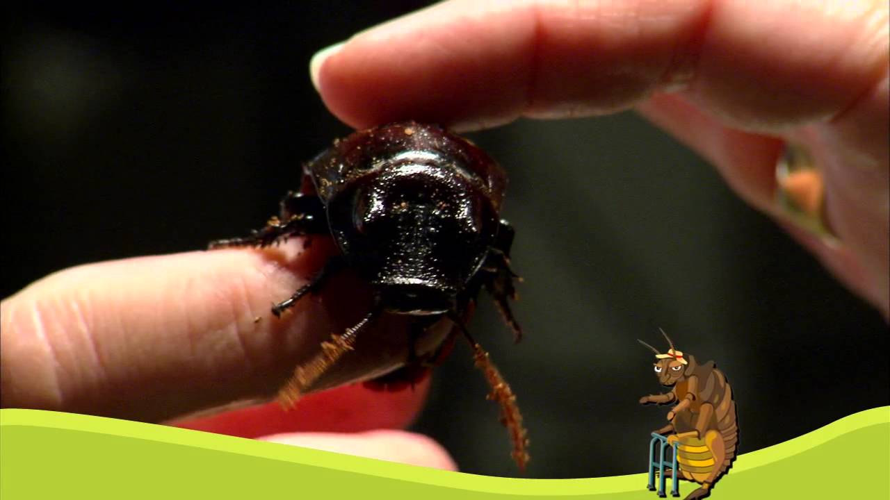 Harry's Big Adventure: My Bug World! at the Saint Louis Science Center ...