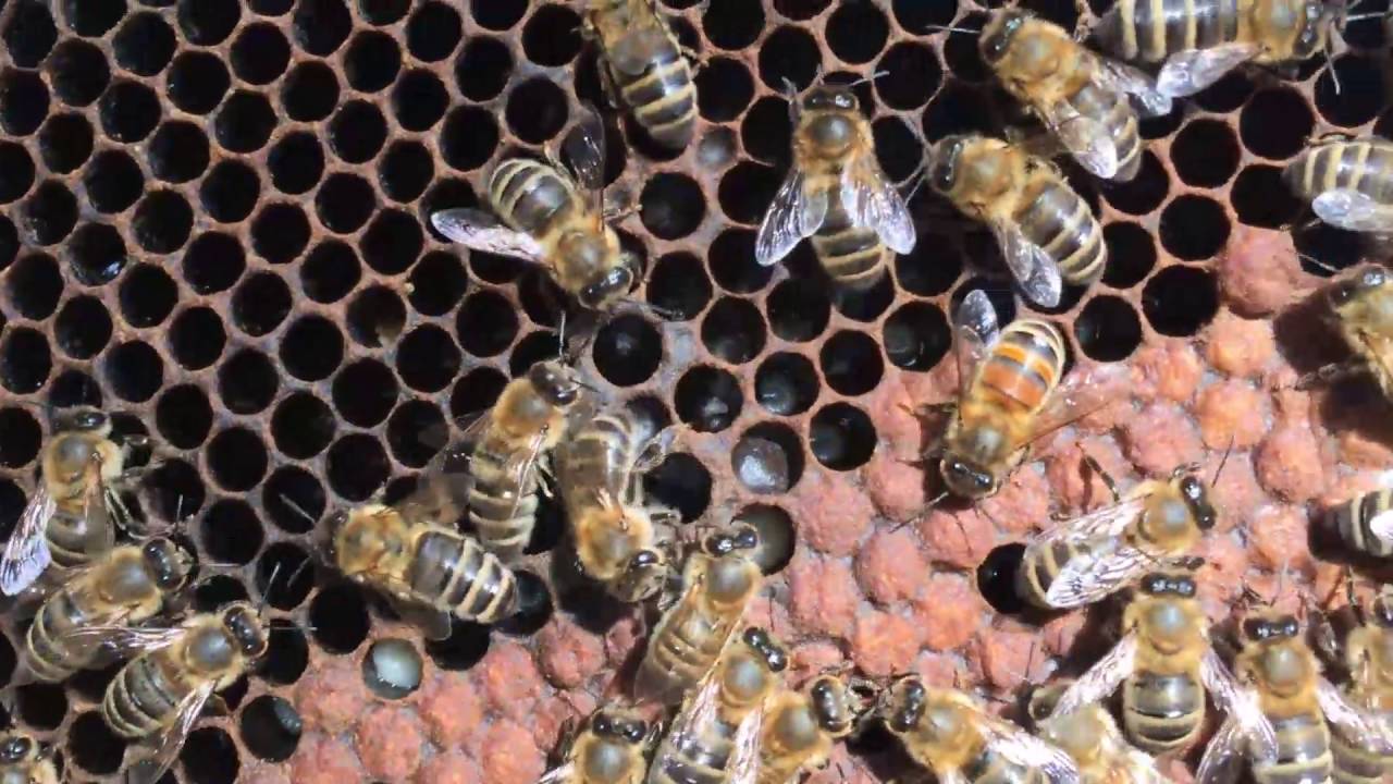 Bee Hive First Inspection - Frame Inspection and Frame Identification ...