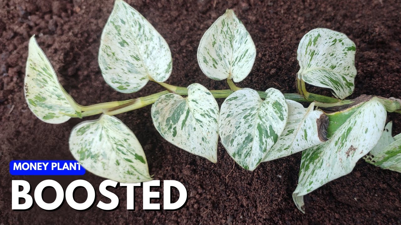 Money Plant Potting Mix to Get Boosted Growth - YouTube