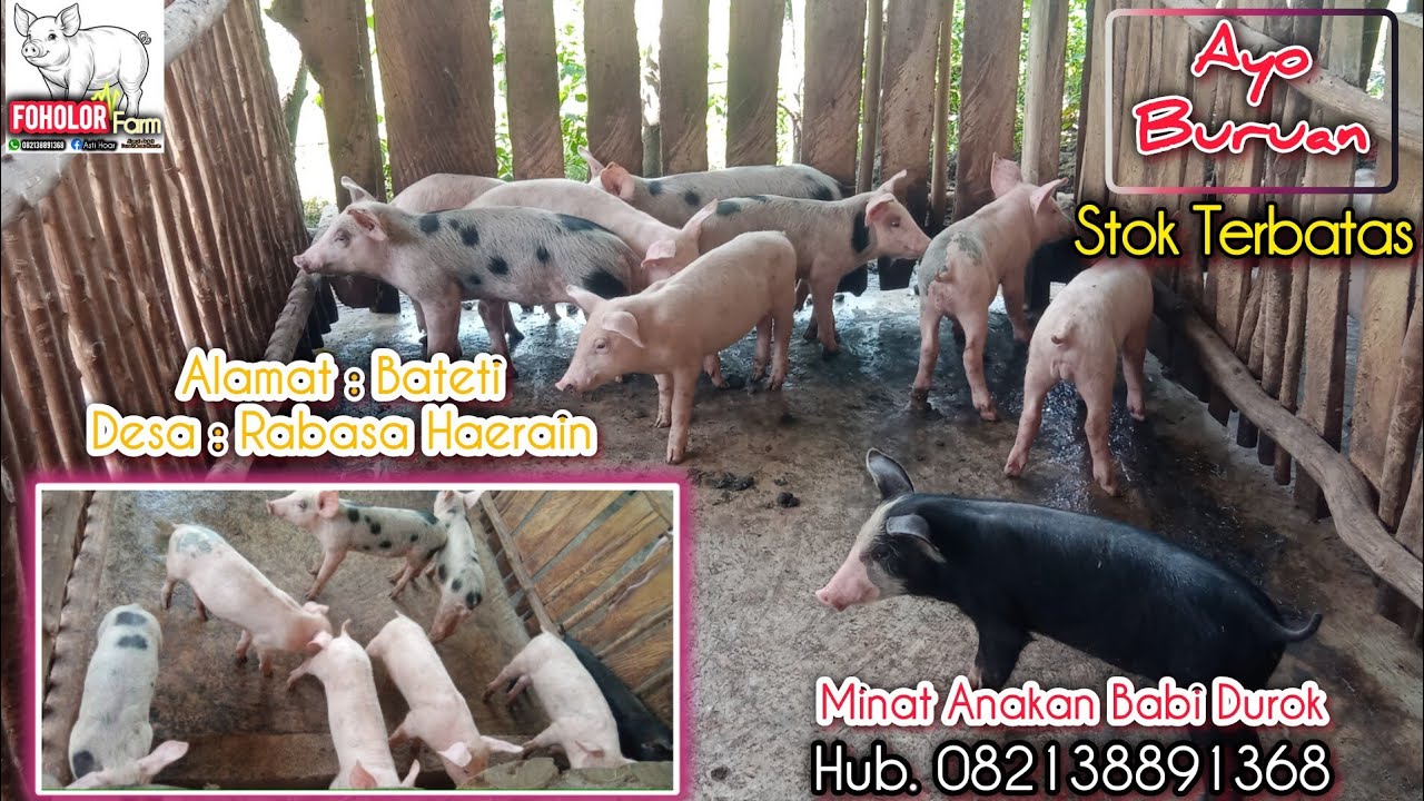 Foholor Farm Menyediakan Bibit Babi Durok Ayo Buruan Stok Terbatas ...