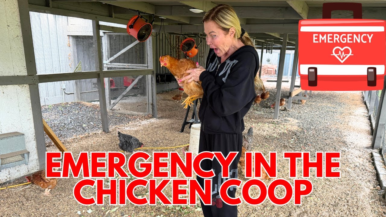 EMERGENCY IN THE CHICKEN COOP - YouTube