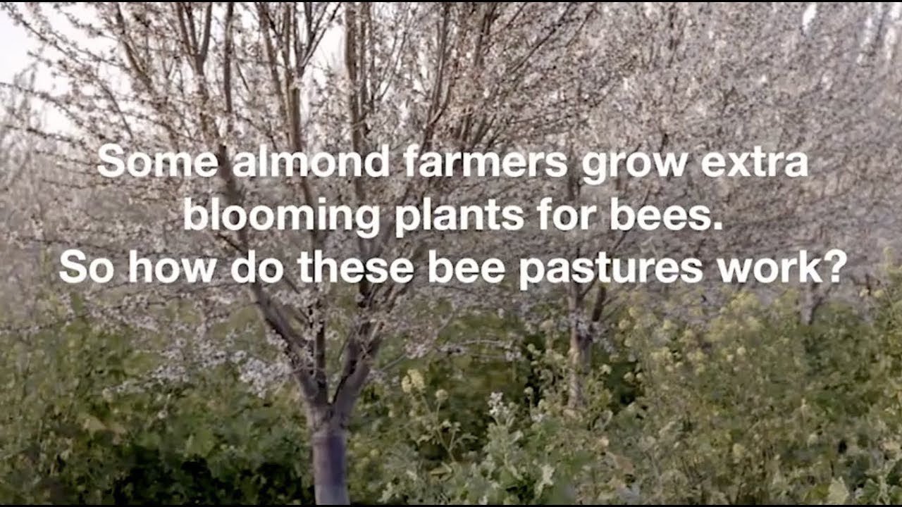 How do bee pastures work? - YouTube
