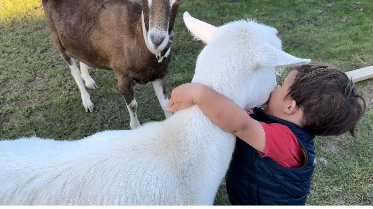 The smartest goat in the world !! - YouTube