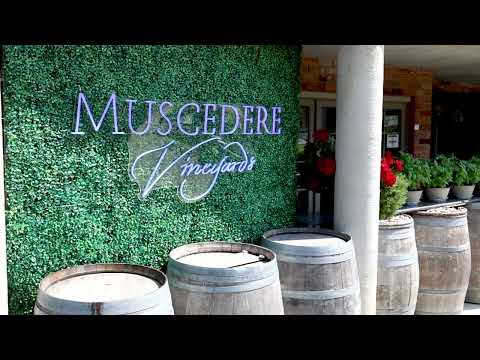 Muscedere Vineyards Commercial - YouTube
