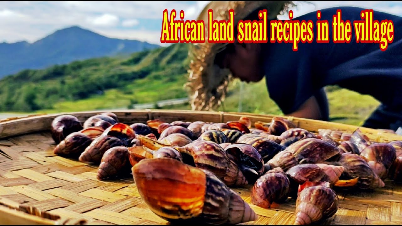 Catch and cook African land snail. Cooking in the village/Philippine ...
