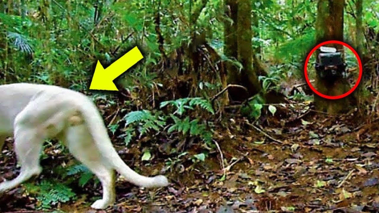 Scientists are still Baffled! This Camera Captured a Creature that ...