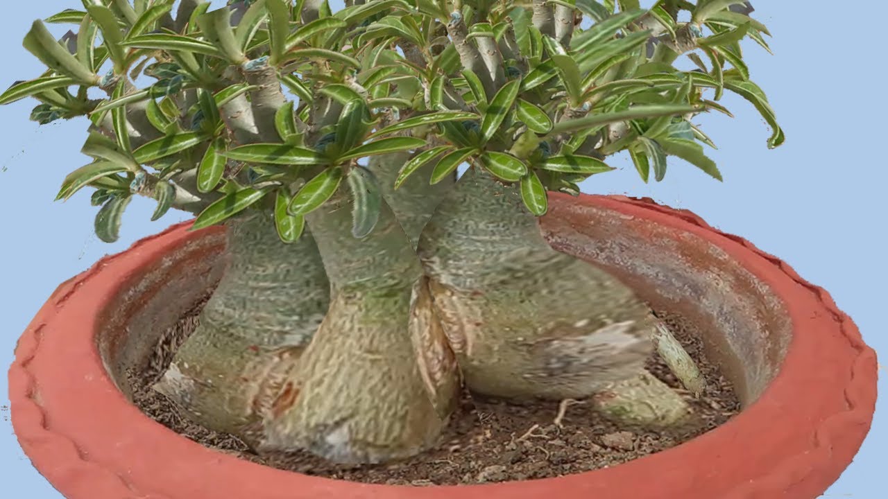 Adenium Caudex Experiment Shows Miraculous Result - YouTube