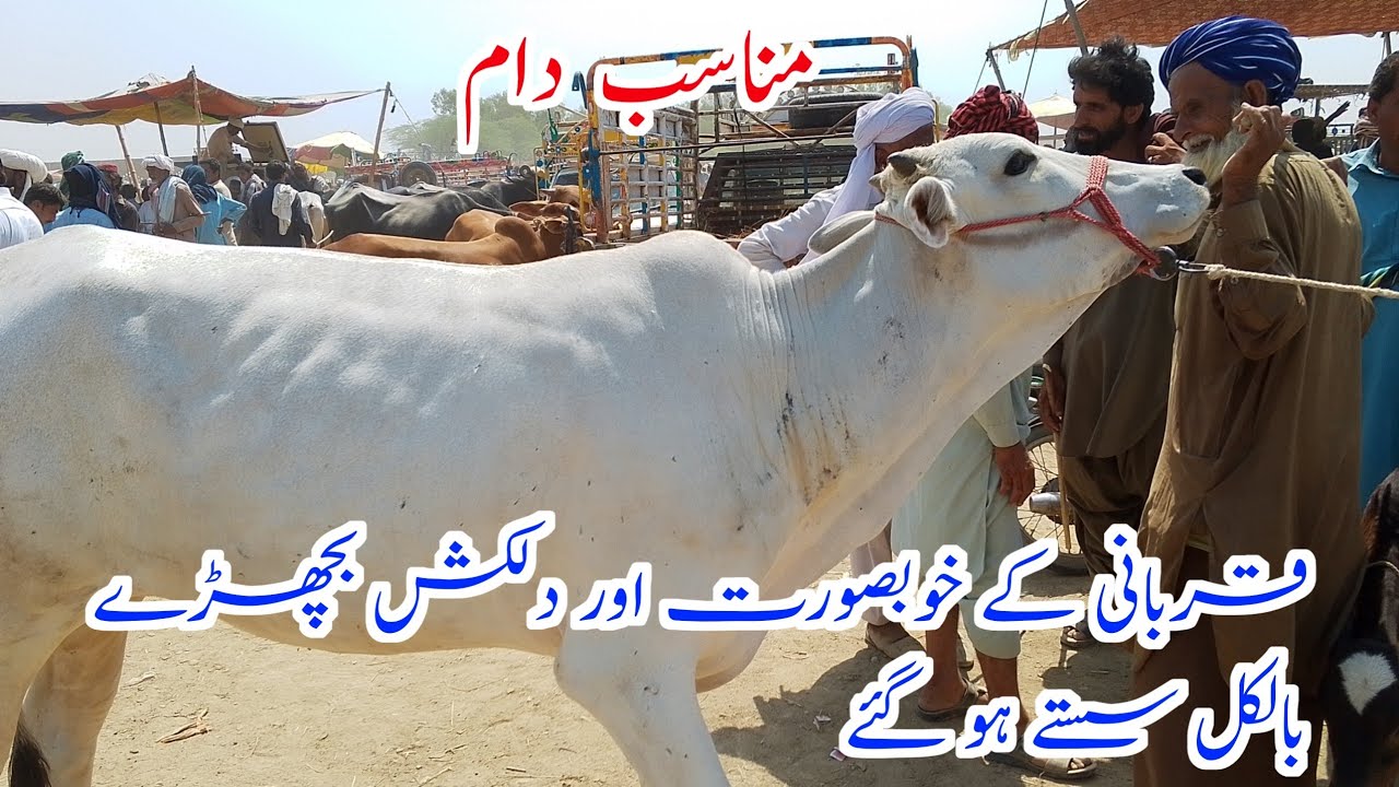Muhammad Pur Cattle Mandi 2024 || Low Rate Bachra Qurbani (26.05.24 ...
