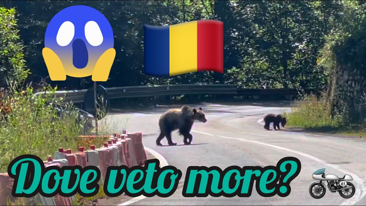 Orsi in mezzo alla strada in ROMANIA - parte 2 - YouTube