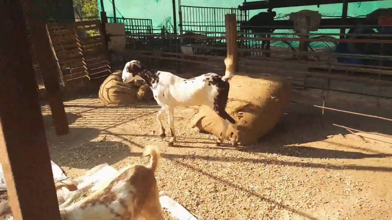 BARBARA GOAT FOR SALE...@LUCKY GOAT FARM...KARJAT - YouTube