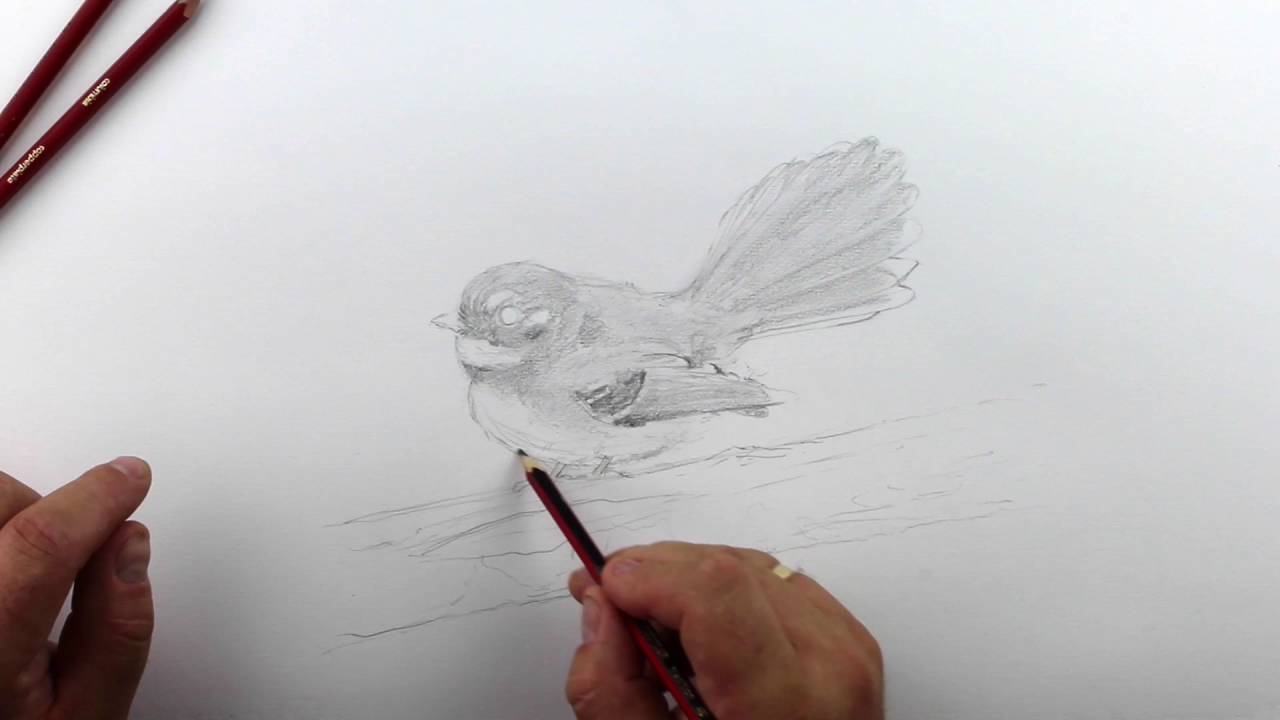 How to paint a realistic fantail. Part 6 - Tone the bird - YouTube