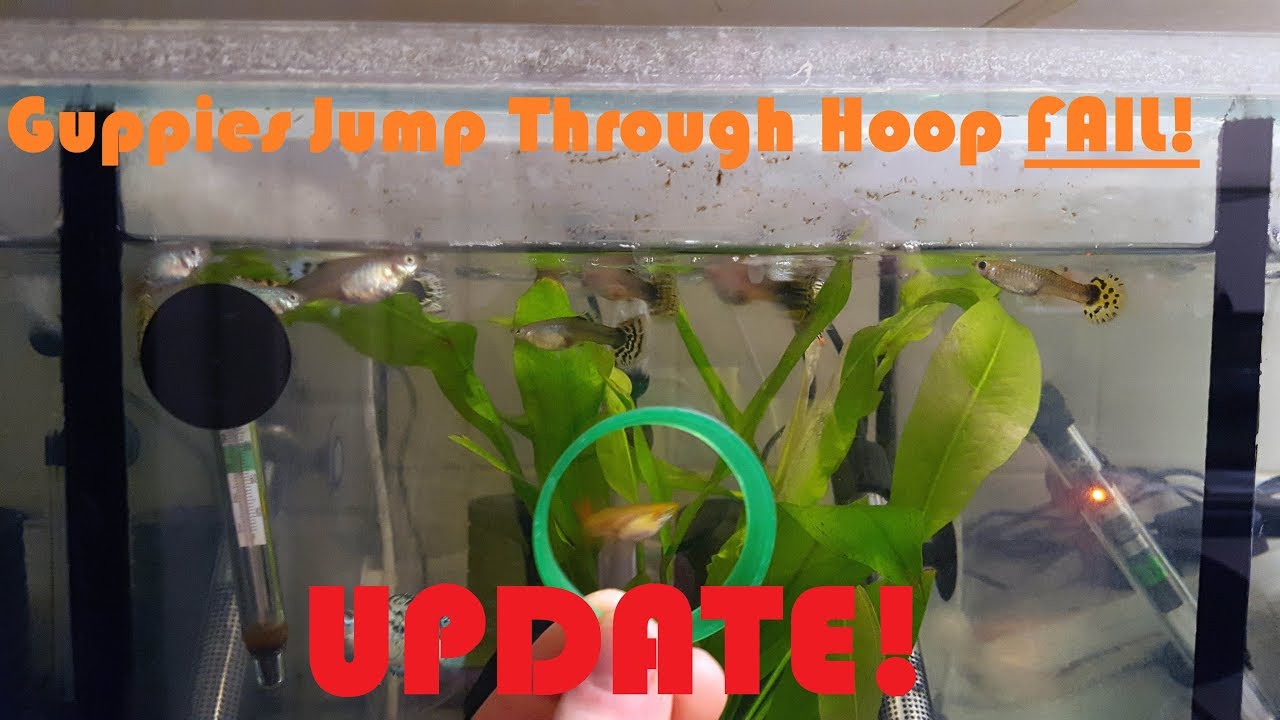 He Jumped Out Of The Tank, Fish Jumping Through Hoop FAIL! Update - YouTube