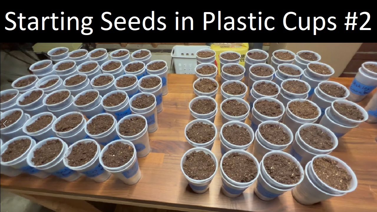 Seed Starting in Cups - Pt2 - YouTube