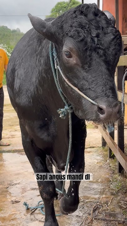 Sapi ras angus kalimantan #sapi #shorts - YouTube