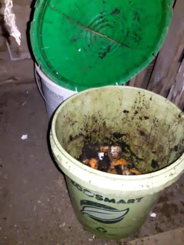 Compost yo! renewable mother nature green gardening eARTh culture ...