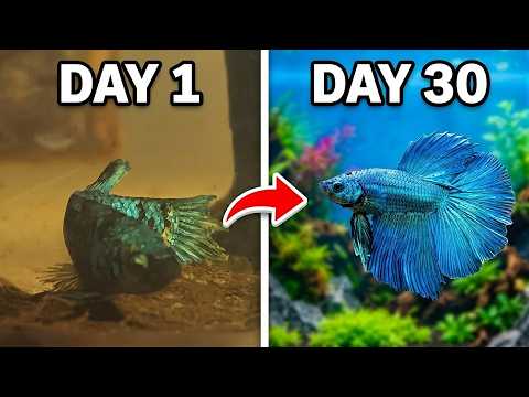I Accidentally Saved a Betta Fish!
