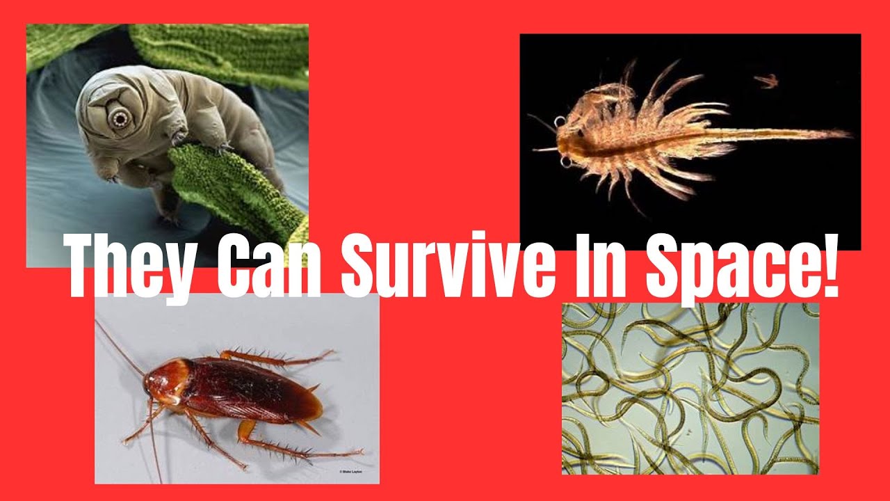 These Animals Can Survive In Space! - YouTube