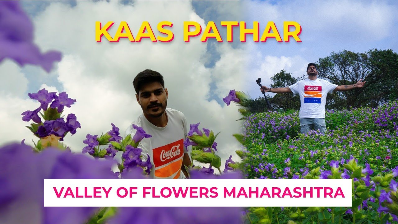 Maharashtra’s Secret Valley of Flowers | Kaas Pathar Satara | Time To ...