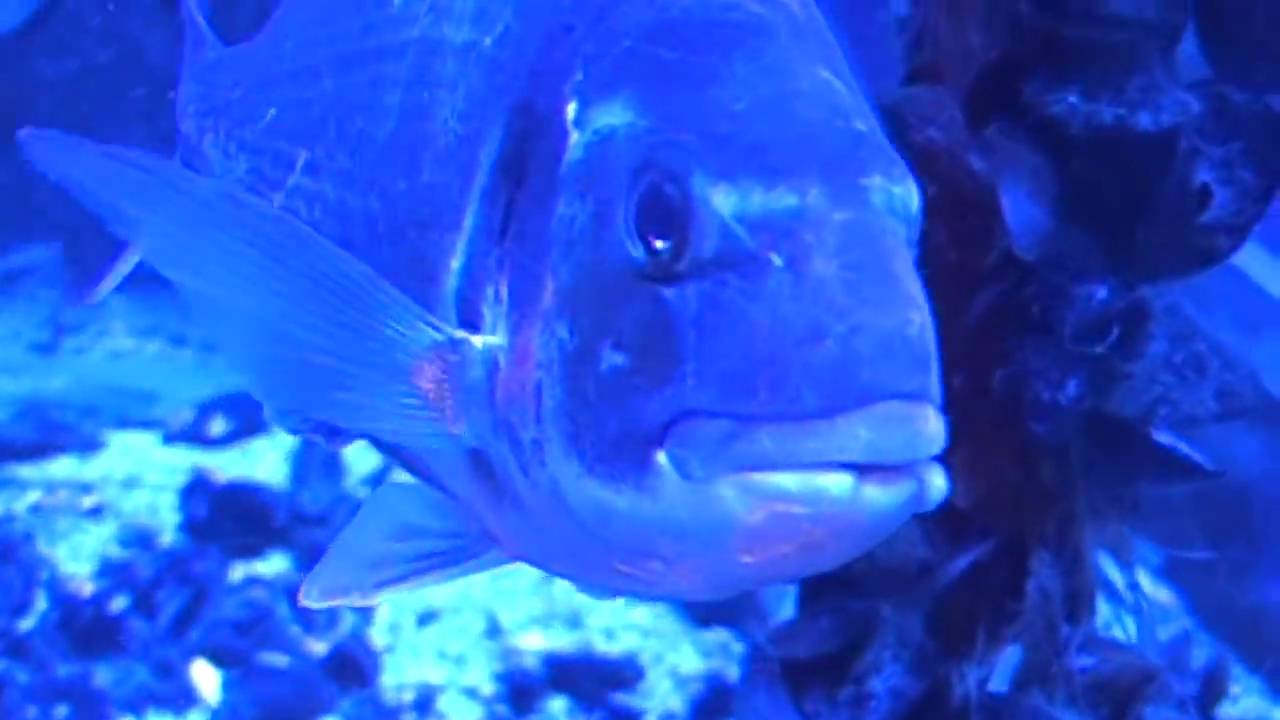 PIRAN - akvarij - aquarium.wmv - YouTube