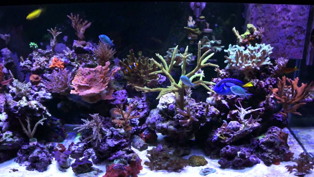 90g SPS reef tank update switch to DIY LED Profilux GHL doser - YouTube