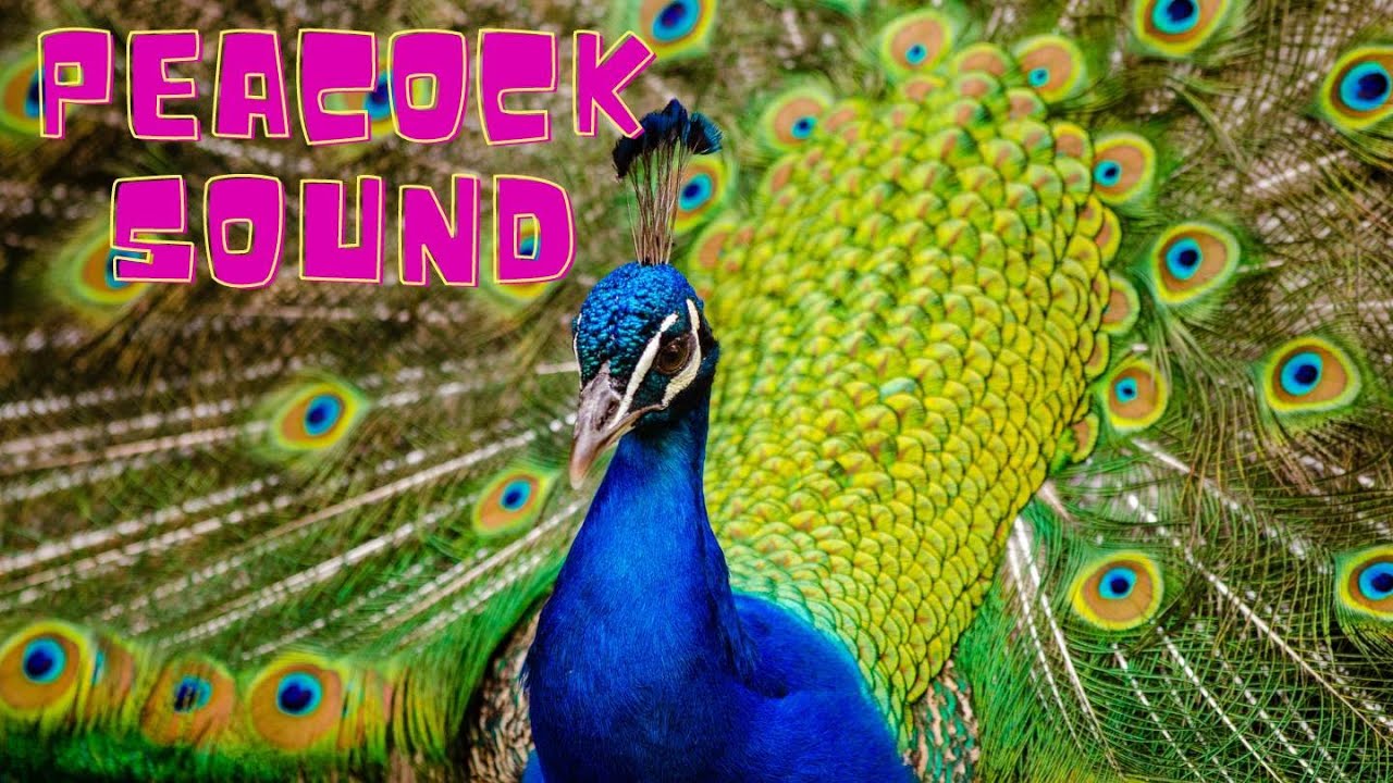 Beautiful Peacock Singing in the Forest 🦚 Peacock Sound 💖 Animal Sound ...
