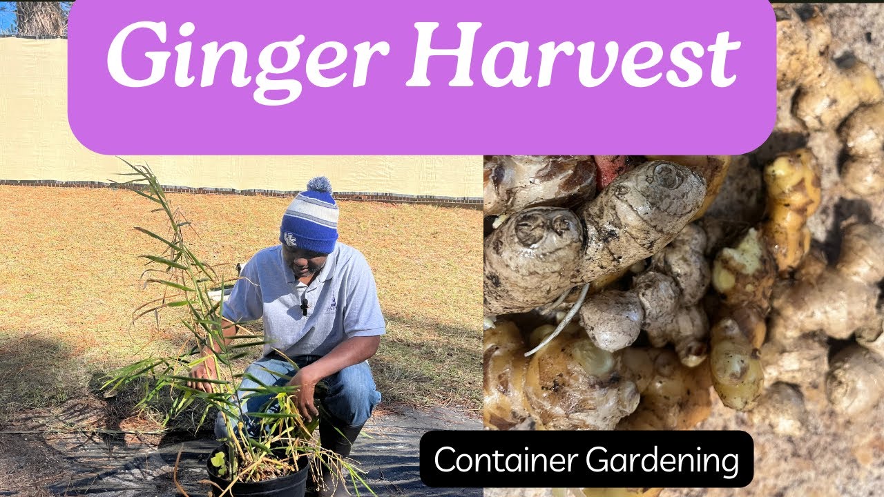 Harvesting Ginger From Container - YouTube
