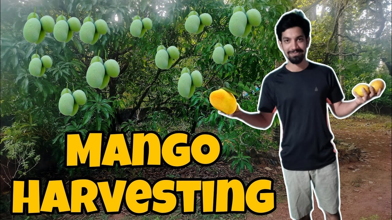 Goan Mankurad Mango| Process Of Mango Harvesting #goa #mango - YouTube