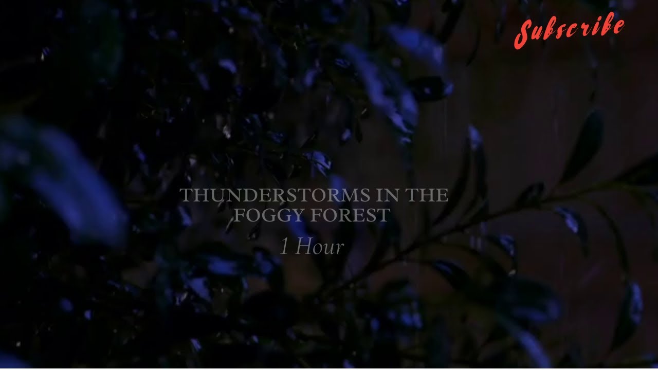 Relaxing thunderstorms and thunderstorms in the foggy forest will help ...