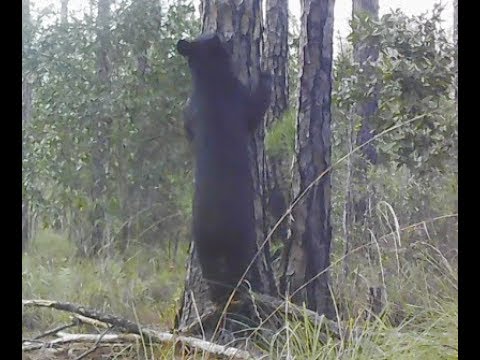 GEORGIA PUBLIC LAND BEAR HUNT: My first EVER bear hunt! - YouTube