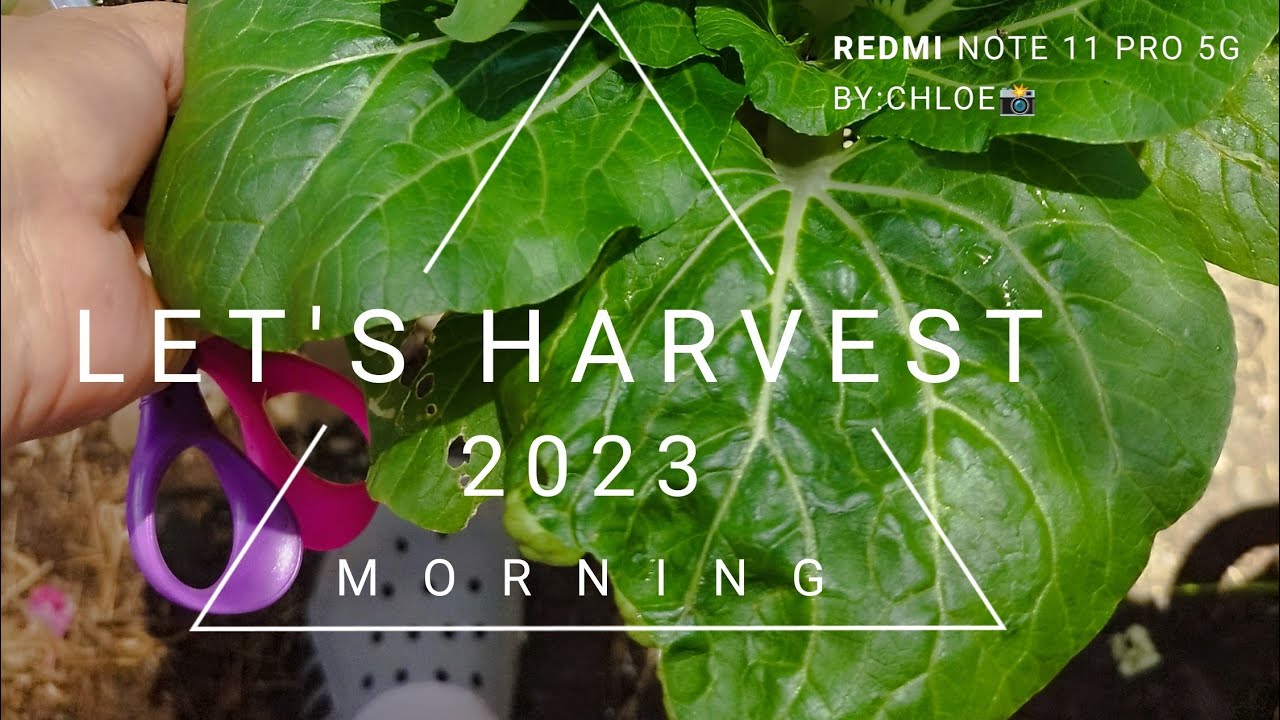 lets harvest 🥬🥒 - YouTube