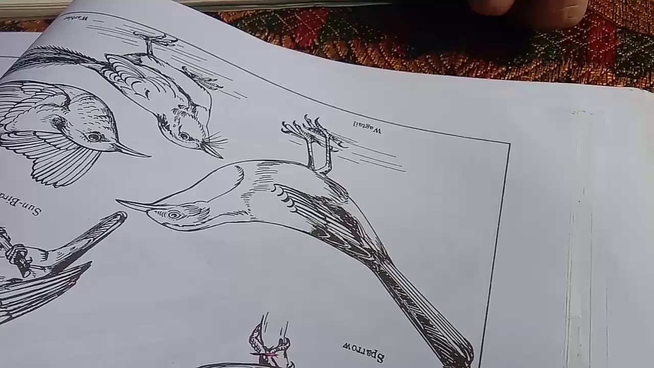 Bird study. Skech birds - YouTube