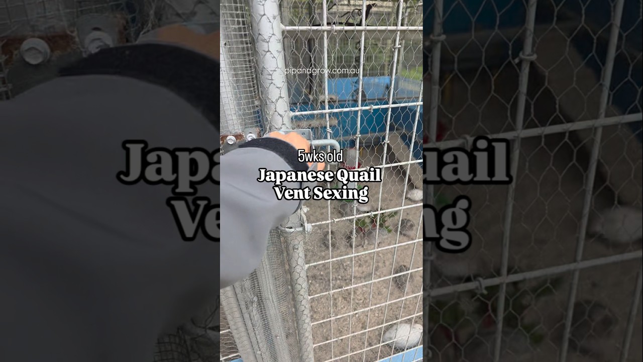 Japanese Quail Vent sexing 5wks old #japanesequail #quail - YouTube